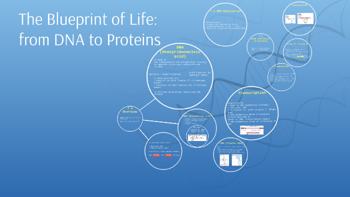 Chapter 7 The blueprint of life: from DNA to proteins by Nirupama ...