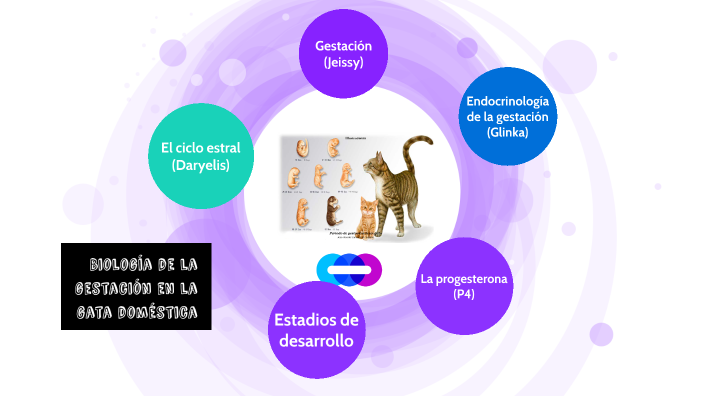 Desarrollo Embrionario en Felinos by Emmanuel Vega-Ayala GArcia on Prezi