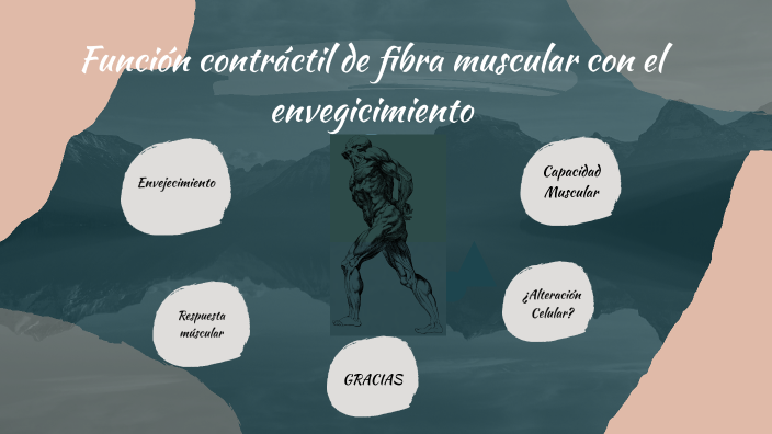 Función contráctilde fibra múscular en el envejecimiento by Diana ...
