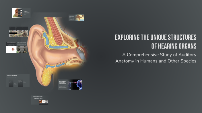 Exploring the Unique Structures of Hearing Organs by nia chinchaladze ...