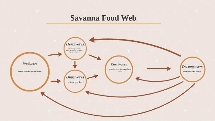 Savanna Food Web by julie long on Prezi