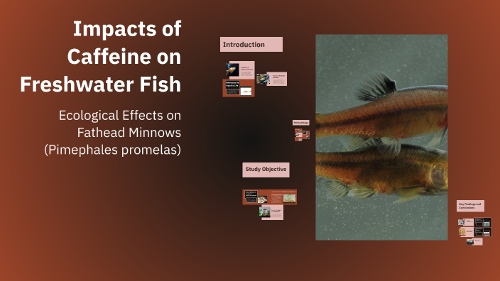 Impacts of Caffeine on Freshwater Fish by Triveni Bhatia on Prezi