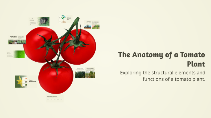 The Anatomy of a Tomato Plant by FRANCIS ANTHONY J. JARDIN on Prezi