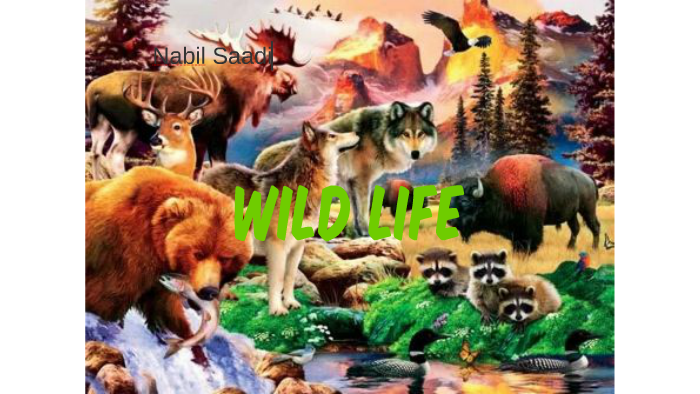 Wild Life by Nabil Saadi on Prezi