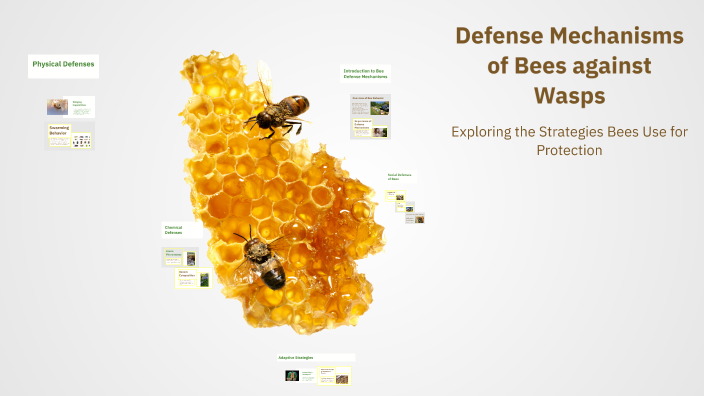 Defense Mechanisms of Bees against Wasps by Colleen McGreevey on Prezi