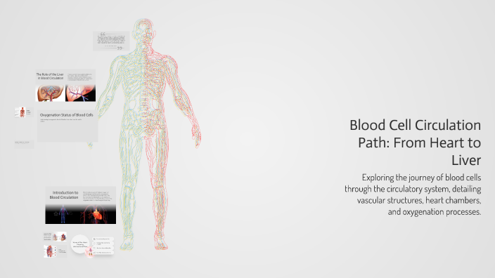 Blood Cell Circulation Path: From Heart to Liver by Rebecca Yuen on Prezi