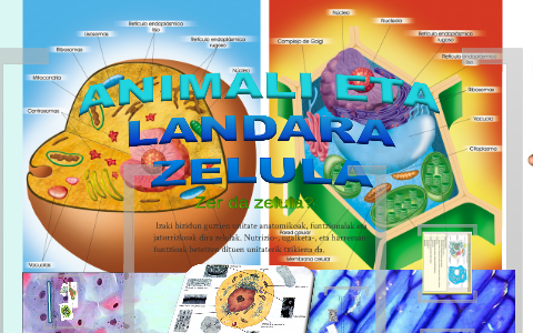 ANIMALI ETA ZELULA by Paula B on Prezi