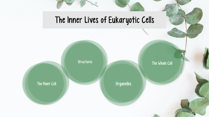 The Inner Lives of Eukaryotic Cells by Emma Porter on Prezi