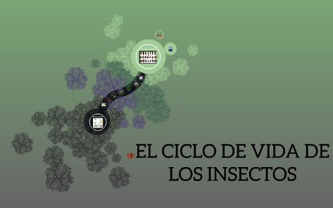 EL CICLO DE VIDA DE LOS INSECTOS by Tavo Guerrero on Prezi