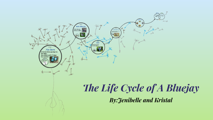 life cycle of a blue jay by Jenibelle Corro on Prezi
