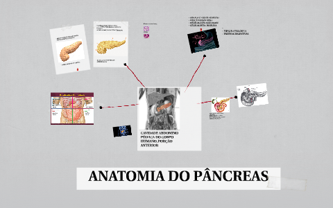 ANATOMIA DO PÂNCREAS by ana paula schramm on Prezi