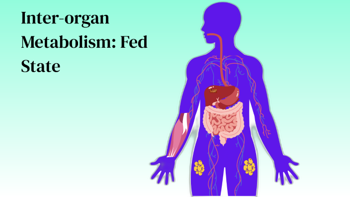 Inter-organ Metabolism by Shani McLean on Prezi