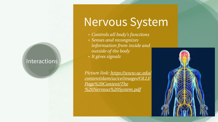 Human Body System by Diego Dosal on Prezi