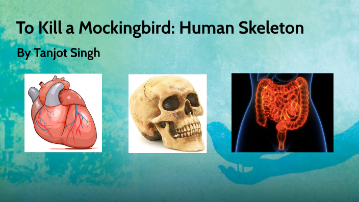 To Kill a Mockingbird: Human Skeleton by tL mit on Prezi