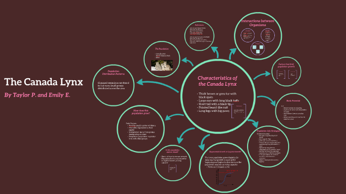 The Canada Lynx by Emily Ewacha on Prezi