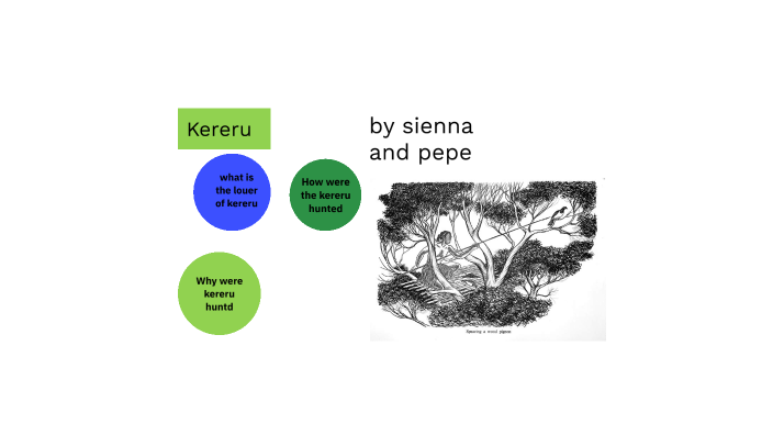 Kereru by Sienna Murray on Prezi