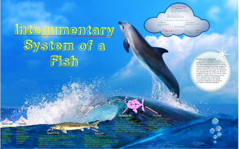 Integumentary System of a Fish by Deziree Ann Shane Ybañez on Prezi