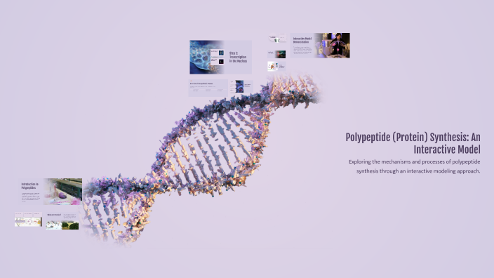Polypeptide (Protein) Synthesis: An Interactive Model by Lassey ...