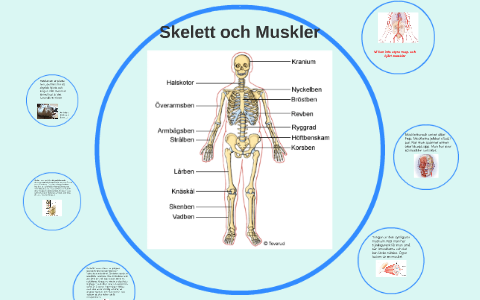 Skelett och Muskler by on Prezi