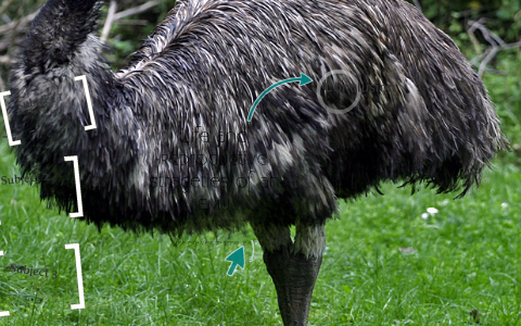 Emu Life Cycle by Lalita Kirilak on Prezi