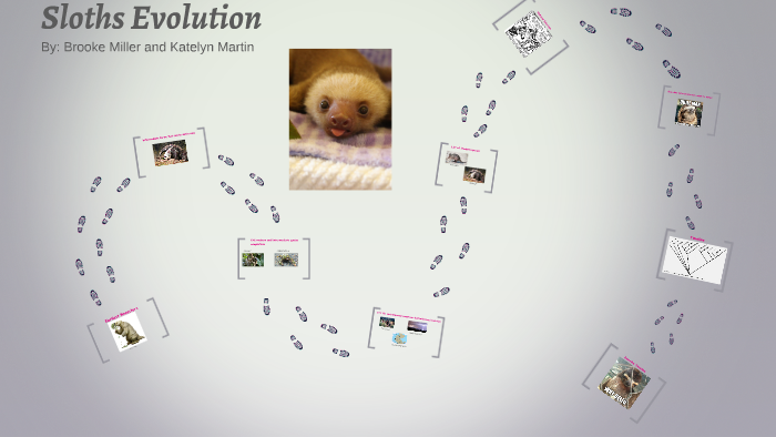 Sloth Evolution by Katelyn Martin on Prezi