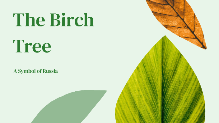 Birch Tree: The Symbol of Russia by Ann Orlova on Prezi