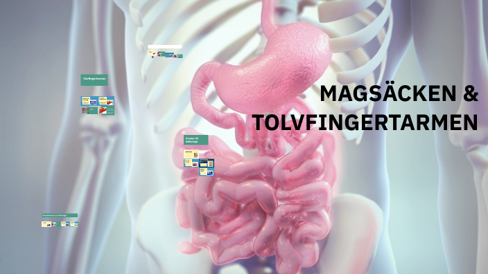 Magsäcken och tolvfingertarmen by alisa dindic on Prezi