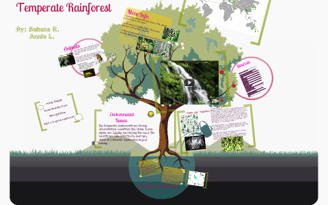 Temperate Rainforest Biome Project by Sahana Liu on Prezi