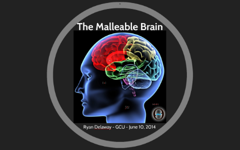 The Malleable Brain by Ryan Delaway on Prezi
