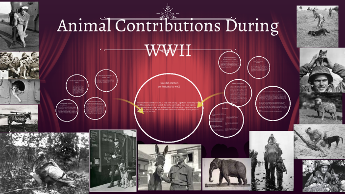 Animals in ww2 by tryg Ullsvik on Prezi
