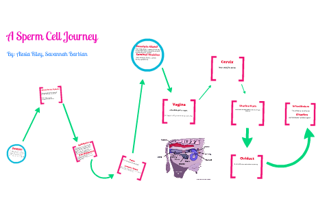 Male Cow Reproduction System by Alesia Riley on Prezi