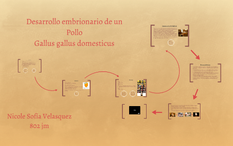 Desarrollo embrionario de un Pollo by Sofia Velasquez on Prezi