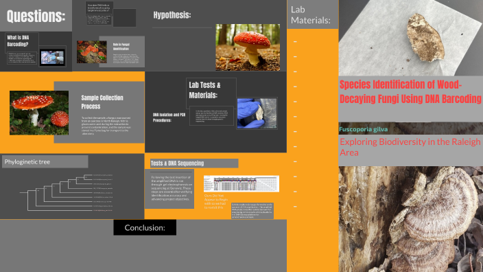 Species Identification of Wood-Decaying Fungi Using DNA Barcoding by ...
