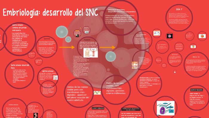 Embriología: desarrollo del SNC by on Prezi