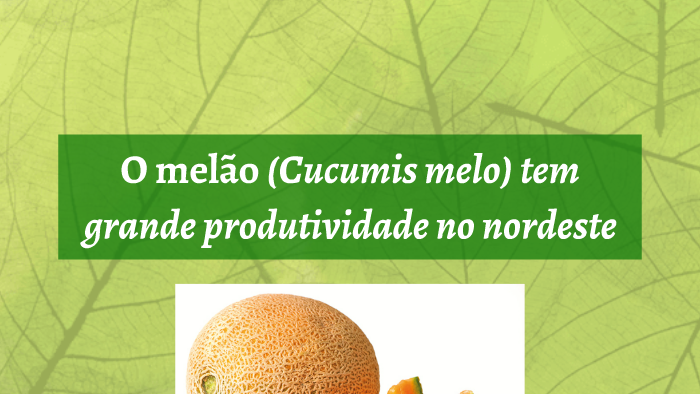 Controle biológico da mosca branca na cultura do melão by Raysa De ...