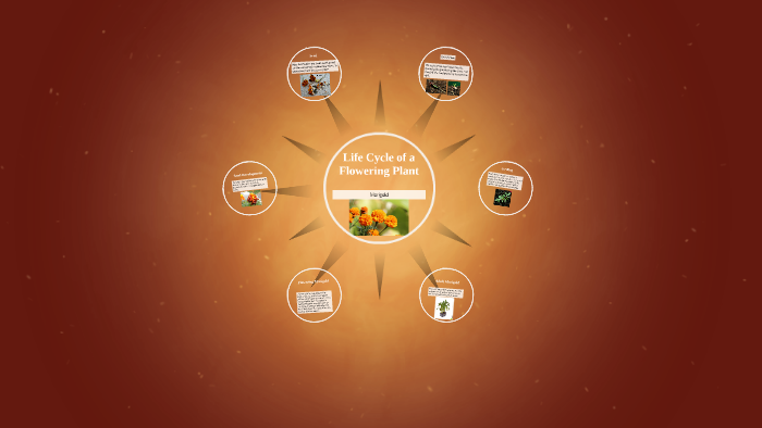 LIfe Cycle of Marigold by Snow Leopard on Prezi