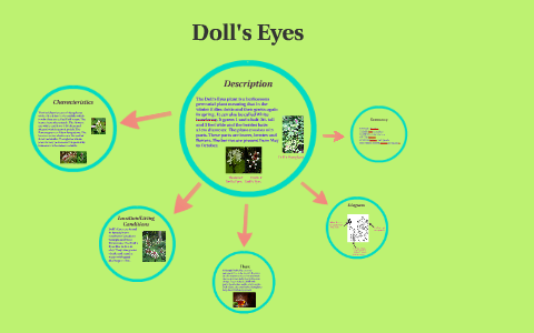 Doll's Eyes Plant by grace t on Prezi