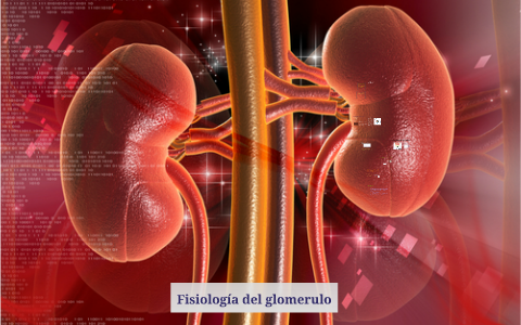 Fisiología del glomerulo by Liliana Contreras on Prezi