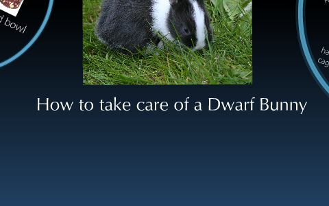 How to take care of a dwarf bunny by Julian Havens on Prezi