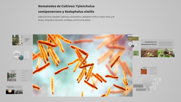 Nematodos de Cultivos: Radopholus similis by Nickk Serafín on Prezi