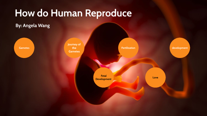 How do human reproduce by Angela Wang on Prezi