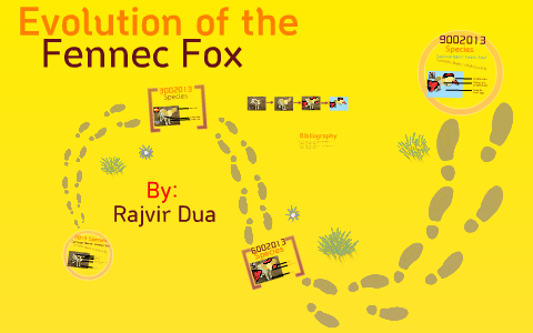 Fennec Fox Evolution by Rajvir Dua on Prezi