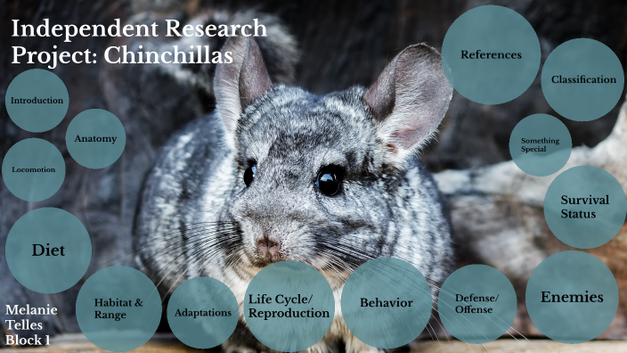 Chinchilla: Independent Research Project by Melanie Telles on Prezi