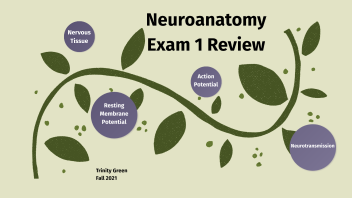 Neuro Concept Map by TRINITY GREEN on Prezi