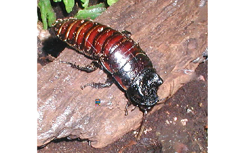 The Cockroach War by Nick Lees on Prezi