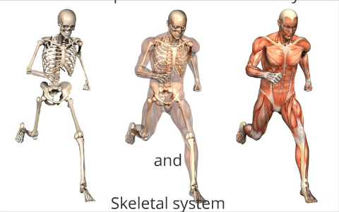 Interrelationship between Muscle system and skeletal system by aurore ...