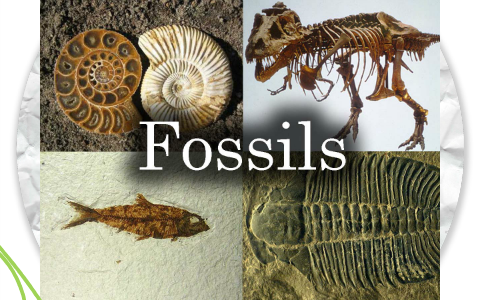 Fossils 2nd Grade by Jennifer Rorick