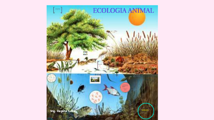 ECOLOGIA ANIMAL by dayana lobo suarez on Prezi