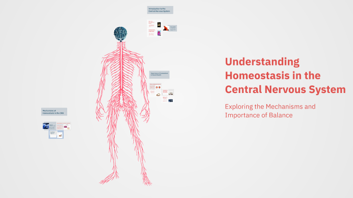 Understanding Homeostasis in the Central Nervous System by Brianna Da ...