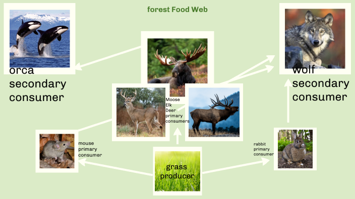 Understanding Food Webs by Jarom Tolley on Prezi